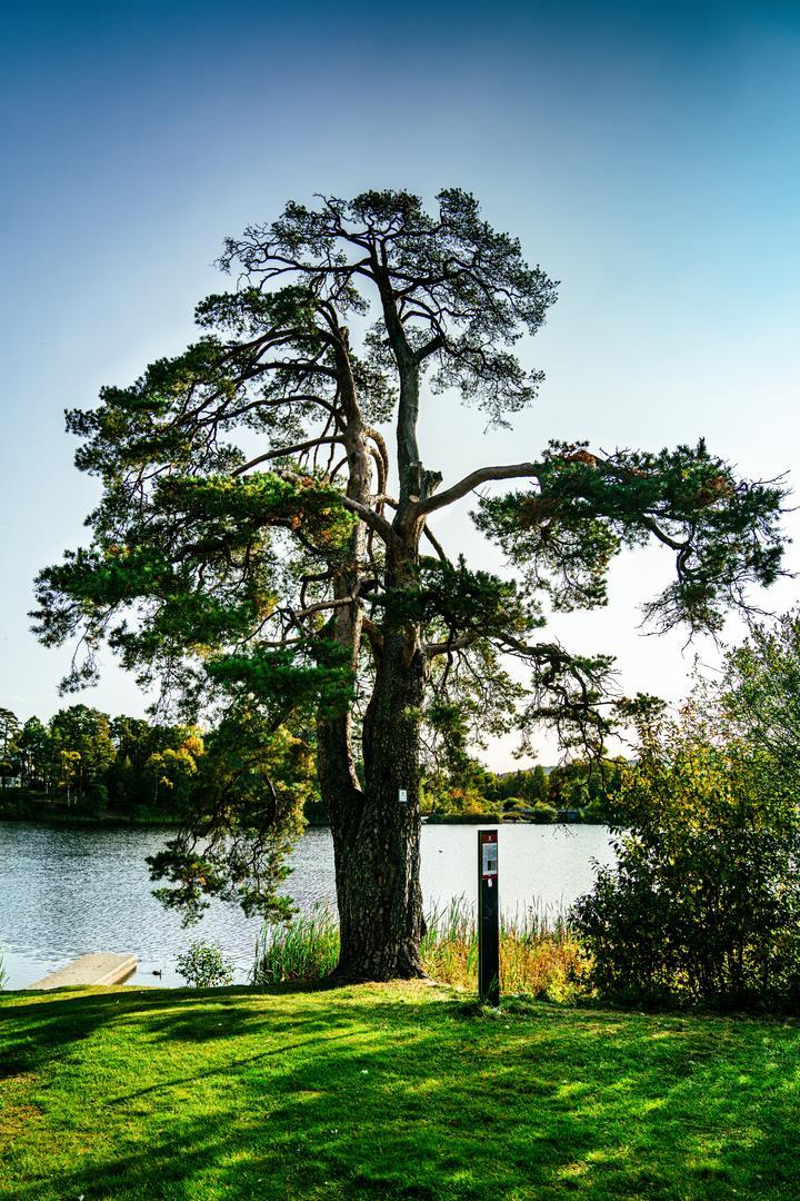 Felle eller beskjære trær på egen eiendom - Lørenskog kommune